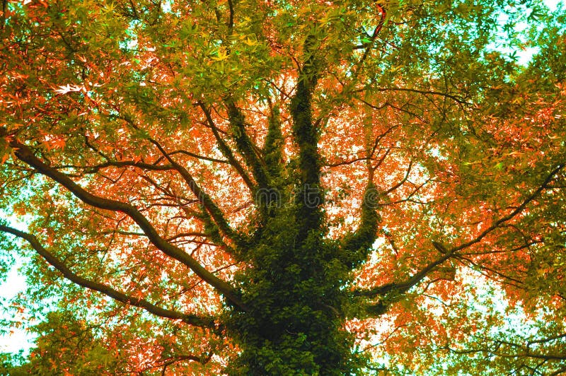 Tree, Nature, Leaf, Autumn Picture. Image: 102570224