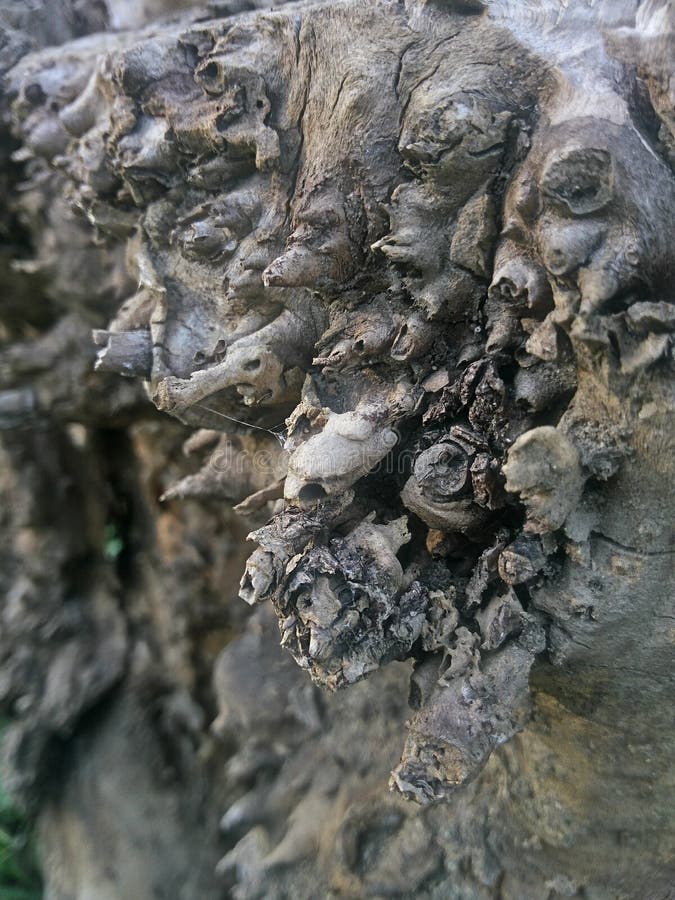 Tree, stock photo. Image of macro, deautiful, nature - 126688094