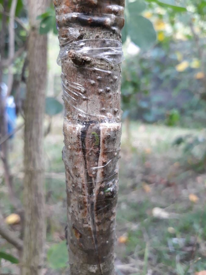 Budding propagation stock image. Image of tree, propagation - 138560009