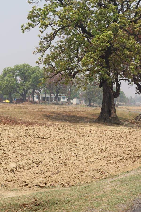 Tree in village stock image. Image of village, tree - 151502785