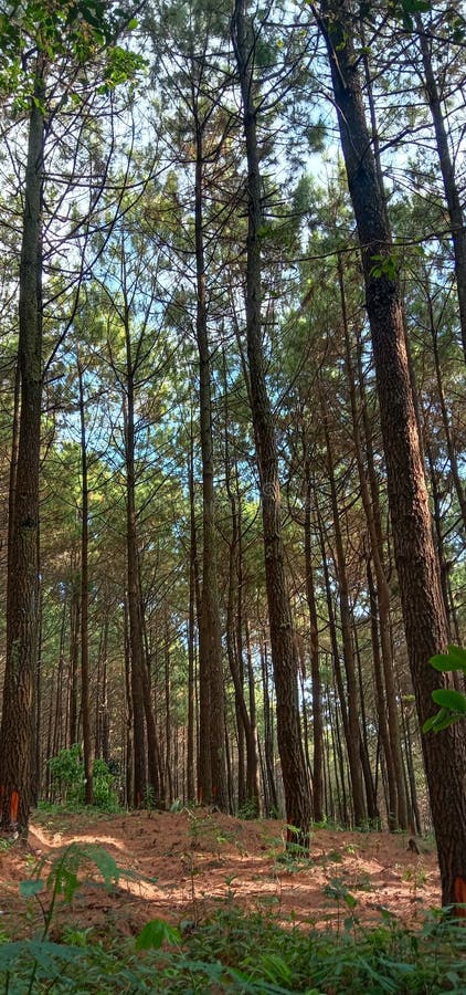 Spruce and Maple Trees in Fall Stock Image - Image of fall, gold: 80018419