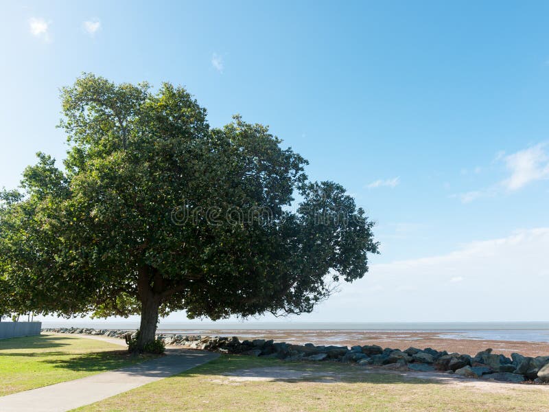 Tree near beach stock image. Image of path, ocean, outdoor - 54965231