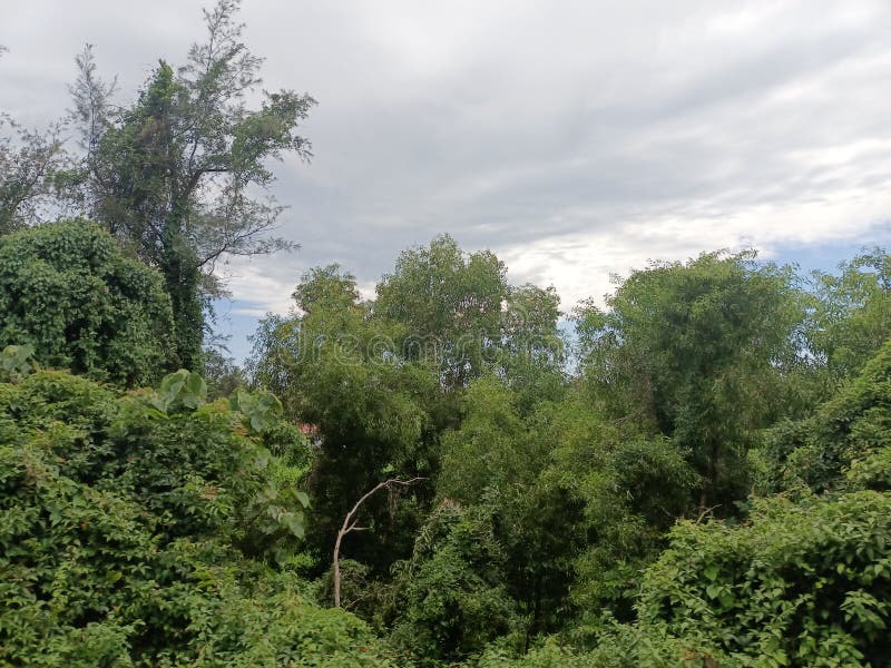 Tree Near Beach Side in Goa India Stock Photo - Image of garden, grass ...
