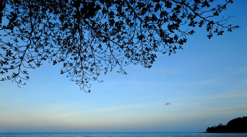 Tree near the beach. stock photo. Image of landscape - 72271236