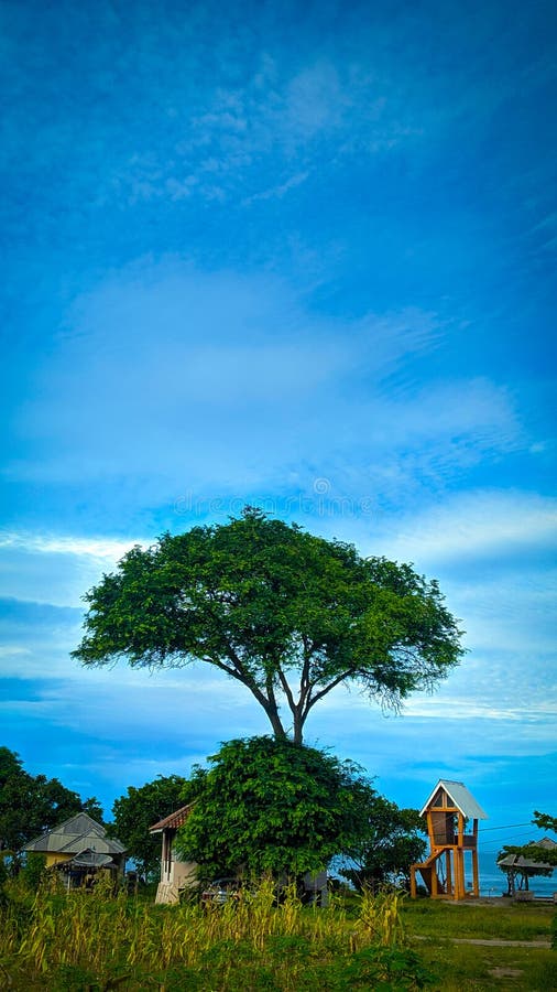 A Tree Near the Coast of West Java Stock Photo - Image of java, west ...