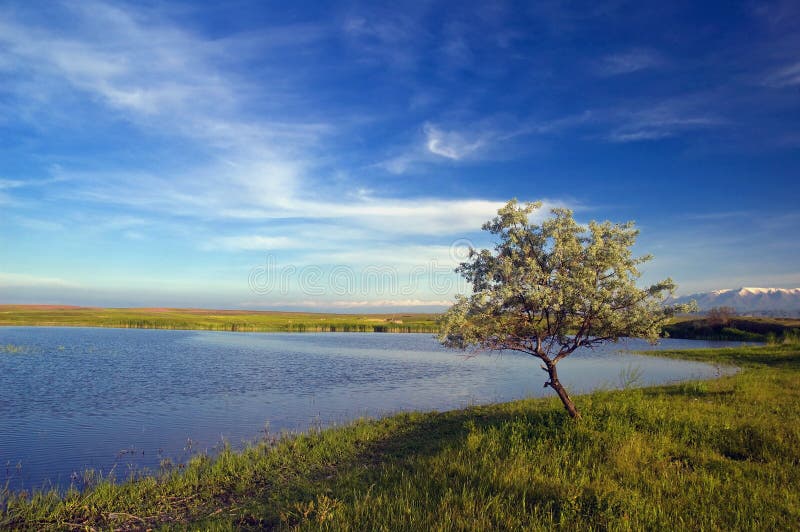 Tree near lake stock image. Image of landscape, tree - 23963697