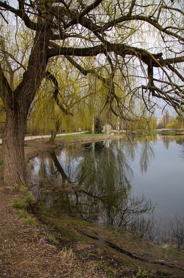 Tree near lake stock image. Image of forest, scene, park - 29908477