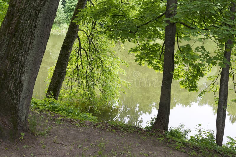 A Tree Near the Lake on a Summer Day. Stock Photo - Image of ecology ...