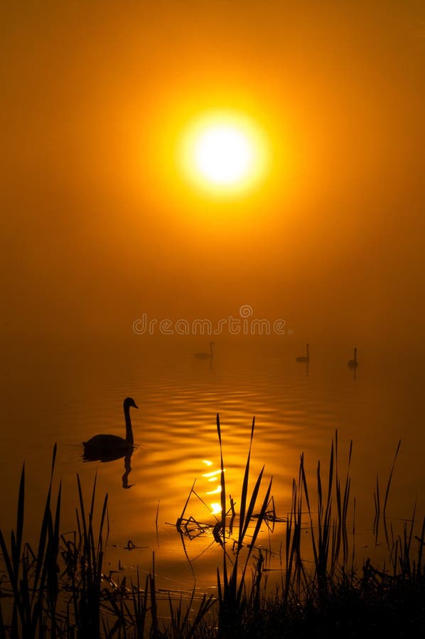 The Tree Near the Lake on the Sunrise Stock Image - Image of nature ...