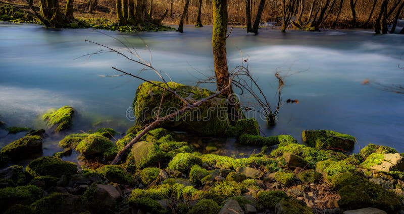 Tree Near a Moss-filled Swamp with Rocks and Trees. Stock Photo - Image ...