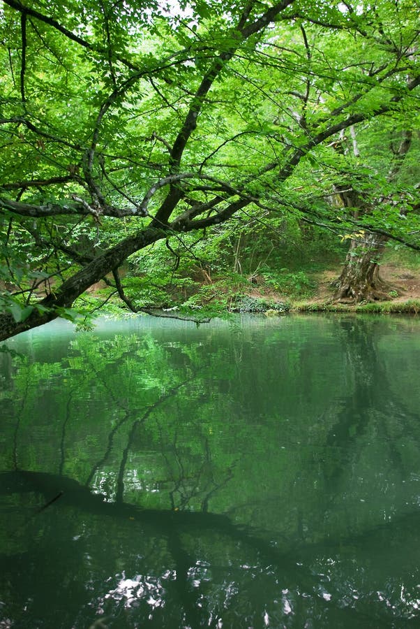 Tree near the river stock image. Image of leaves, leaf - 12586381