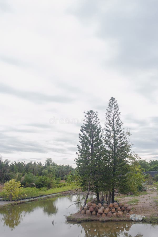 Tree Near the River and Many Pot Stock Photo - Image of reflection ...