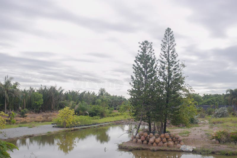 Tree Near the River and Many Pot Stock Image - Image of summer, season ...