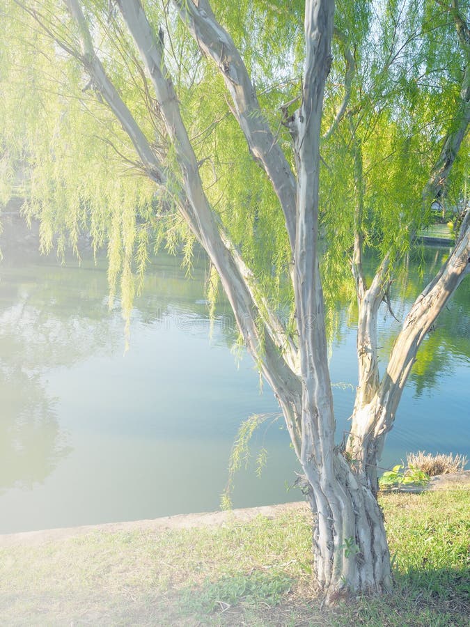 Tree near river in park. stock photo. Image of landscape - 140760208