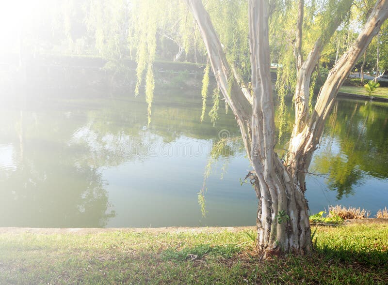 Tree near river in park. stock photo. Image of mountain - 140760128