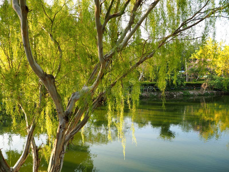 Tree near river in park. stock photo. Image of mountain - 140760128
