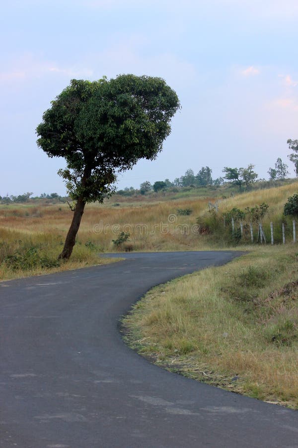 Tree near road stock image. Image of beautiful, farm - 68141927