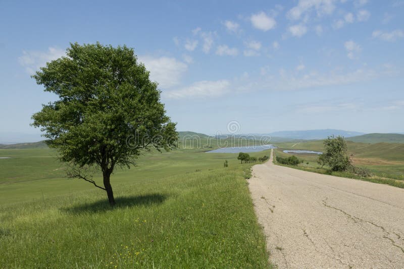 Tree Near the Road in the Mountains Stock Image - Image of field, tree ...