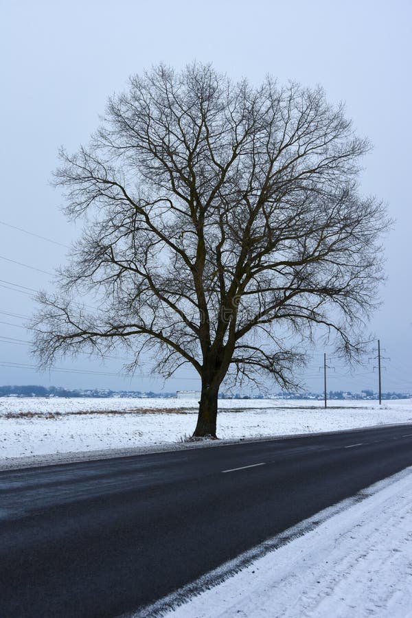 A Tree Near the Road in Winter Stock Photo - Image of decoration, road ...