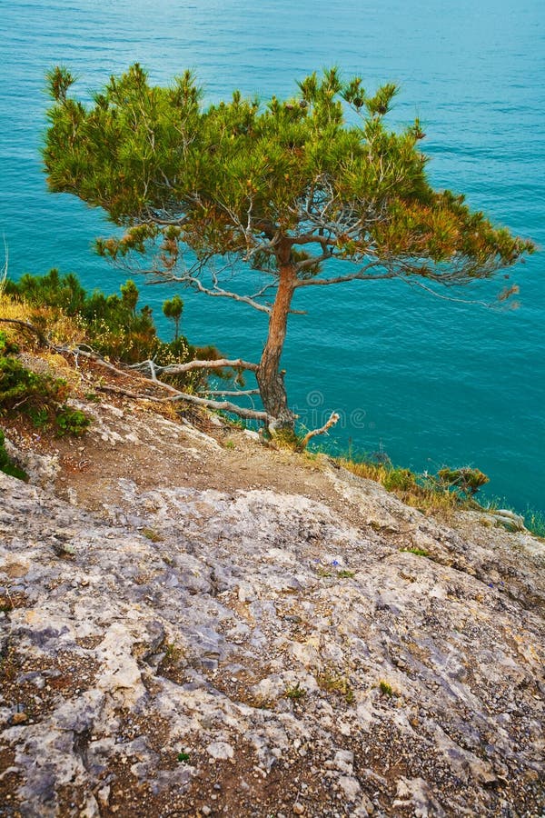 Tree near the sea stock image. Image of coastal, nature - 3310975