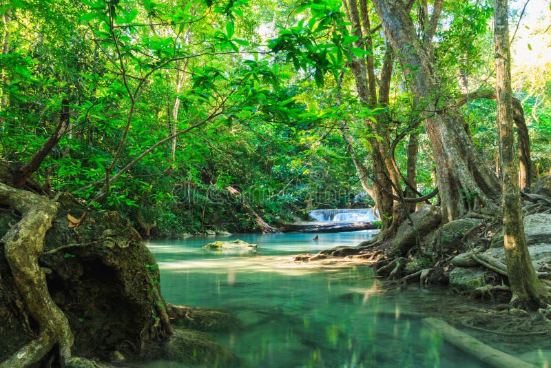Tree Near Water Stream In Green Forest Stock Photo - Image of hiking ...