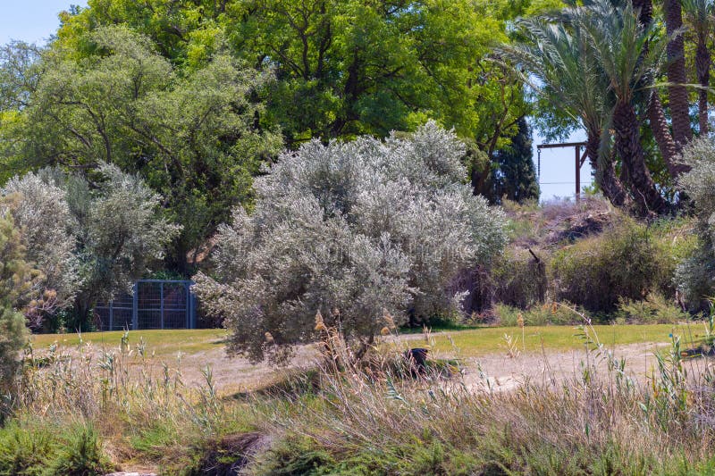 Nahal Hassi - Flows within Kibbutz Nir David Stock Image - Image of ...