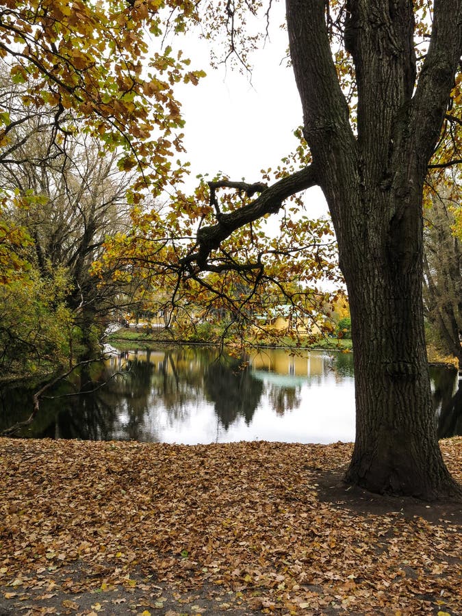 A tree near water stock photo. Image of yellow, branches - 101172948