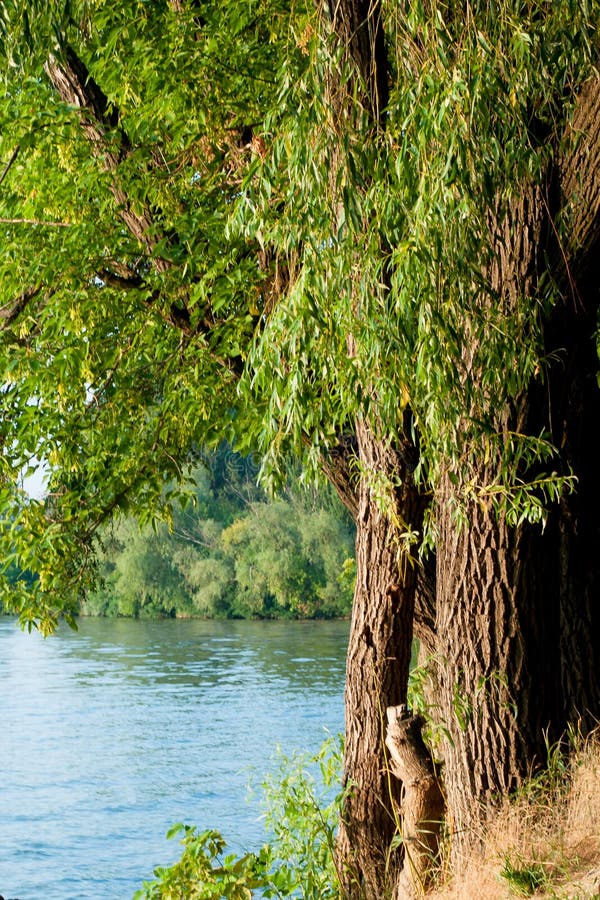 Tree near the water stock image. Image of bark, landscape - 46039539