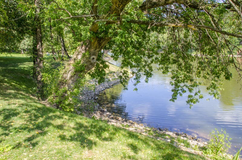 Tree near the water stock image. Image of scene, view - 57834195