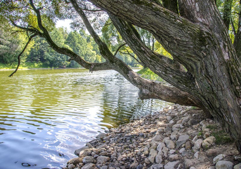 Tree near the water stock image. Image of river, nature - 57834237
