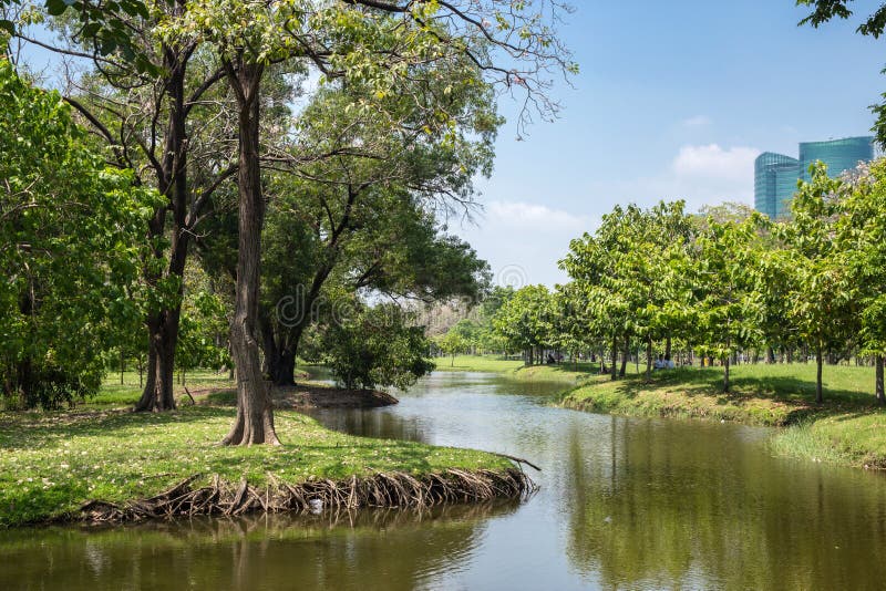 Tree Near the Water of River Stock Photo - Image of tourism, green ...