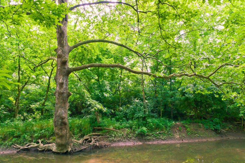 Tree Near Water Stream in Green Forest. Stock Image - Image of path ...