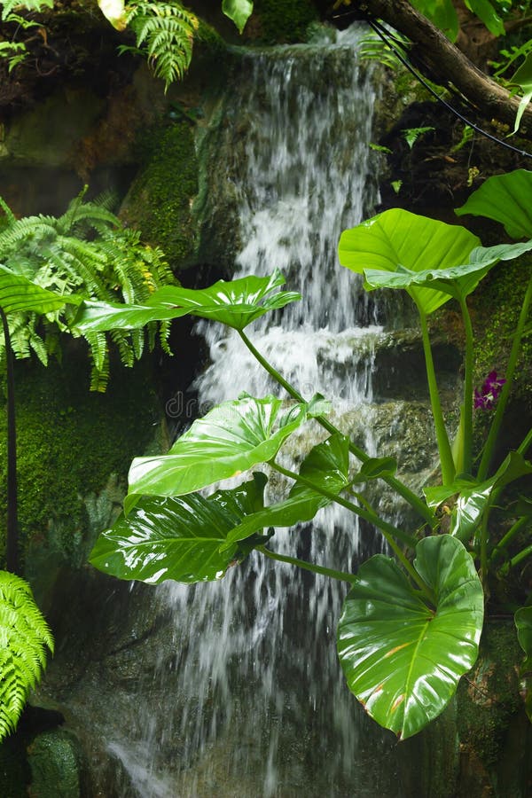 Tree Near a Waterfall Closeup. a Fresh Clean Waterfall Surrounded by ...