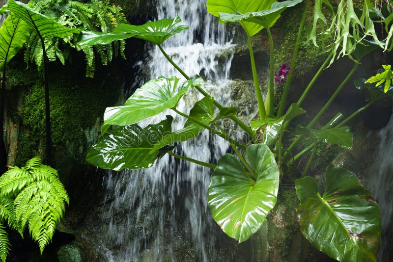 Tree Near a Waterfall Closeup. a Fresh Clean Waterfall Surrounded by ...