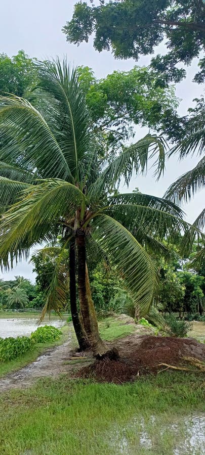 Necharal Look Stock Photos - Free & Royalty-Free Stock Photos from ...