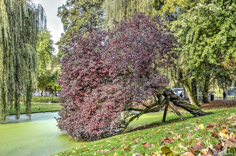 Tree in need of support stock photo. Image of support - 123251134