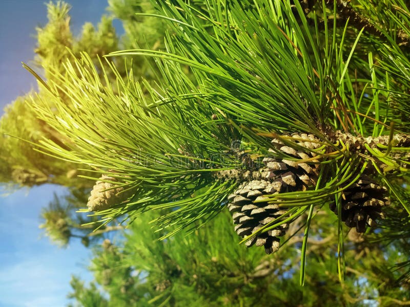 A Tree with Needles and Cone. Mountain Pine Stock Photo - Image of cone ...