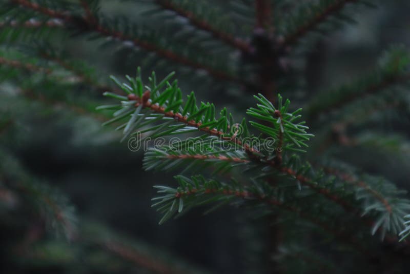 Tree needles stock photo. Image of coniferous, twig - 215874518