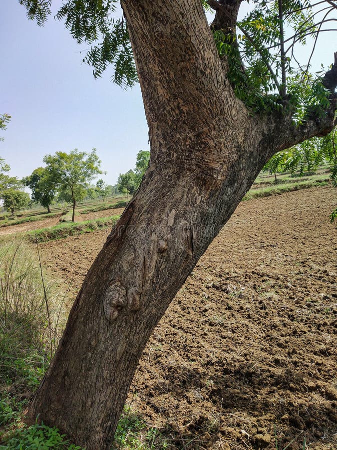 The Tree of Neem is Being Bent Structure Stock Photo - Image of tree ...