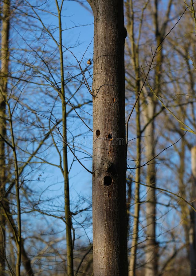 Tree with a Nest for Birds in the Forest Stock Image - Image of holes ...