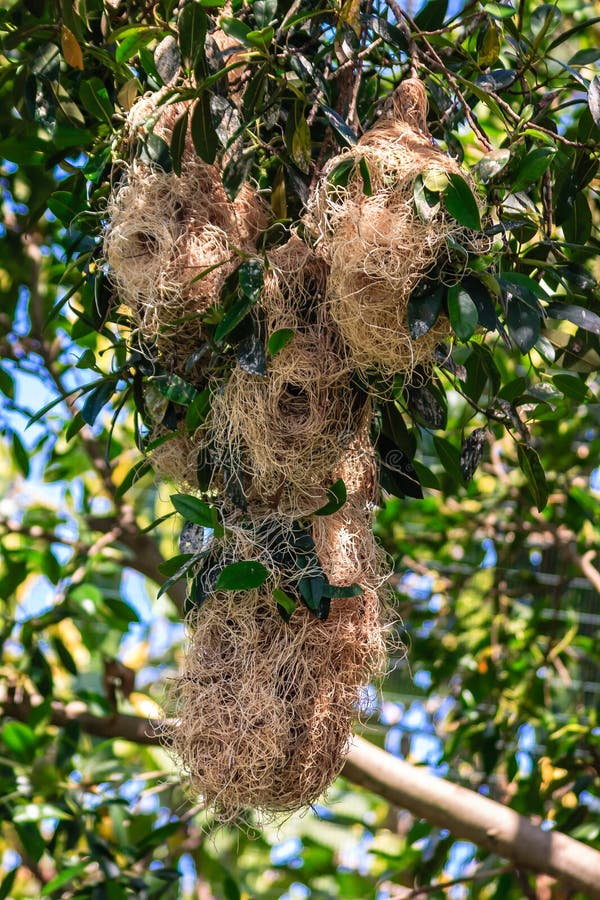 A tree with nests on it stock photo. Image of leaves - 356929638