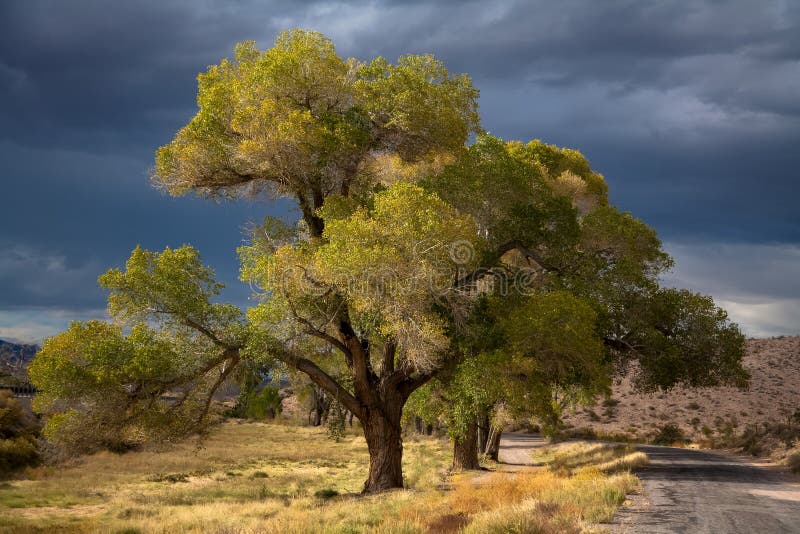 435 Alamo Tree Stock Photos - Free & Royalty-Free Stock Photos from ...