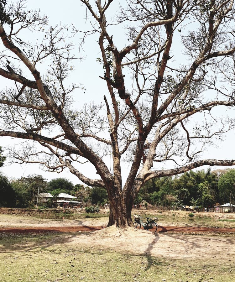 Thatall Stock Photos - Free & Royalty-Free Stock Photos from Dreamstime