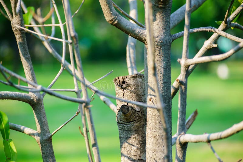 Tree,the New Branch Has Branched Out. Stock Image - Image of landscape ...