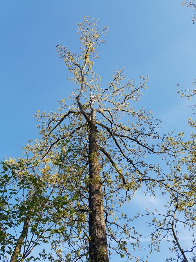Tree with new leaf and bud stock photo. Image of brown - 192232982