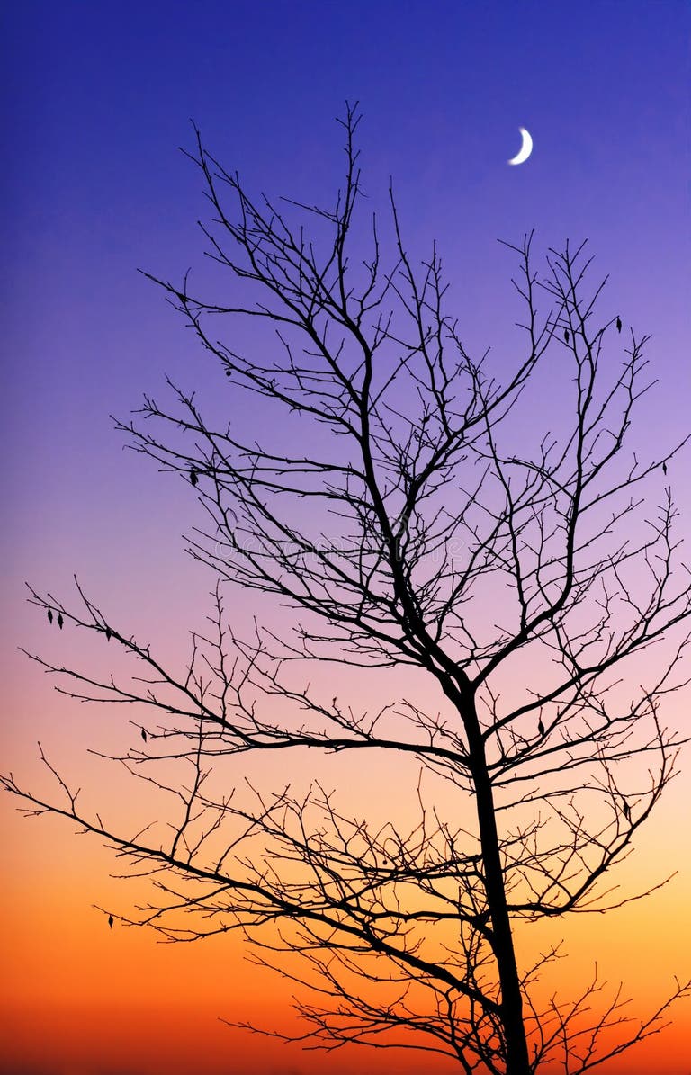 6,702 Yellow Moon Tree Stock Photos - Free & Royalty-Free Stock Photos ...