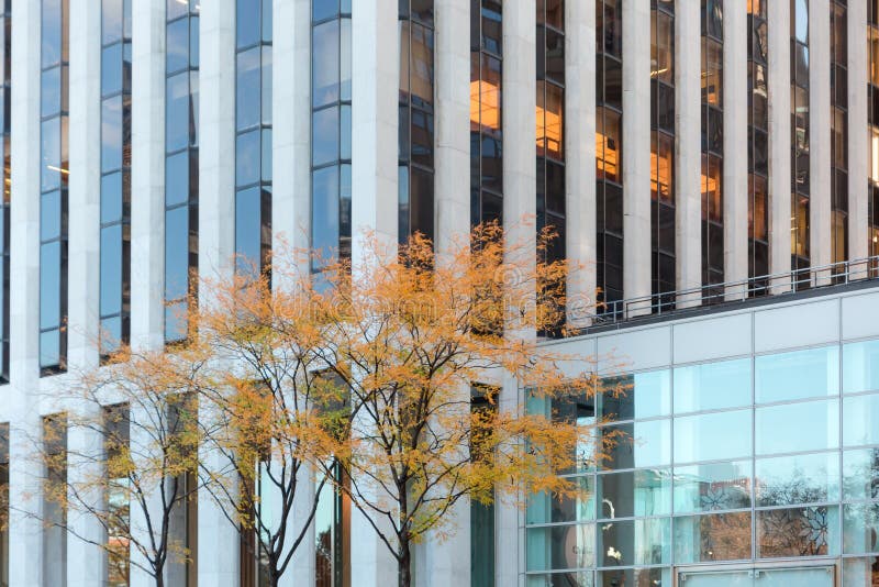 Tree between New York Buildings Stock Image - Image of manhattan ...