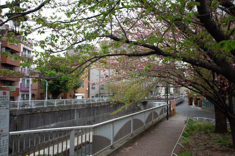 Tree Next To the Buildings of the City during Daytime Editorial Photo ...