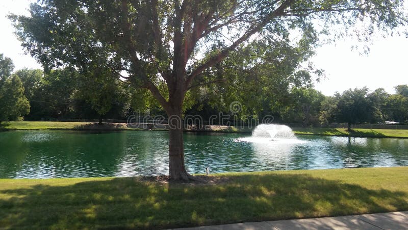 Tree next to a lake stock image. Image of backyard, canal - 191348821