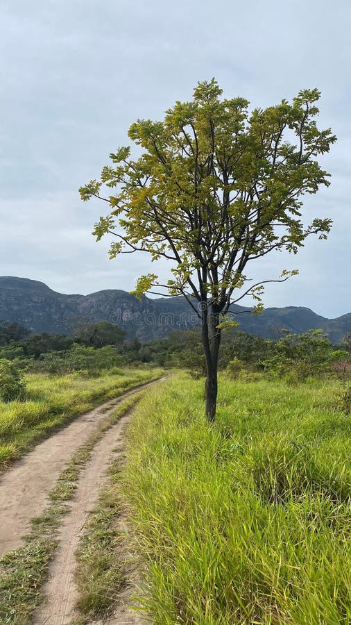 Medium Tree in the Greenery of a Park with a Mountain in the Background ...
